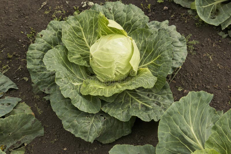 Cabbage in the garden stock image. Image of industry - 20747071
