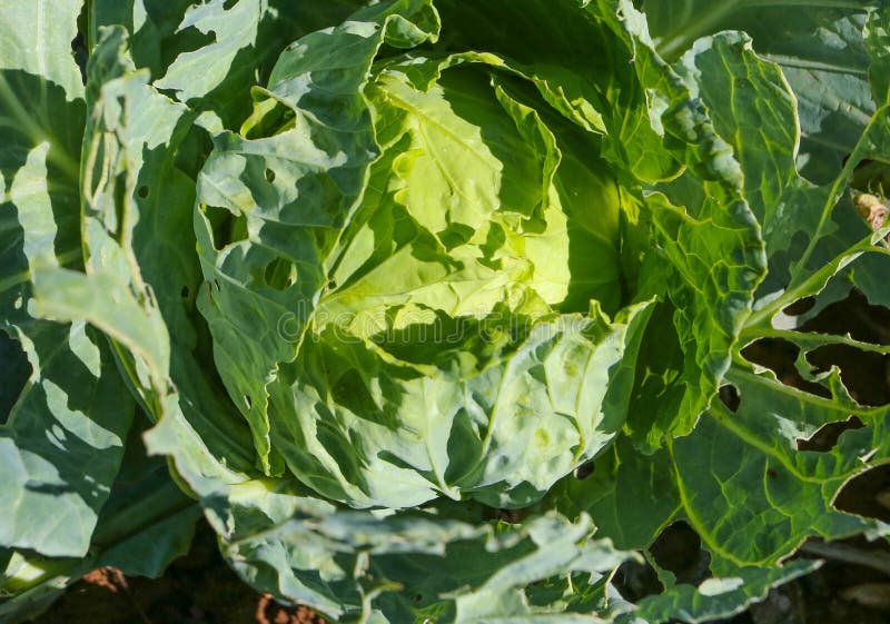 Cabbage stock photo. Image of garden, grow, ground, botany - 66259848