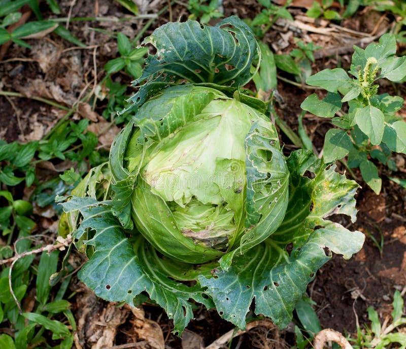Cabbage in the garden stock photo. Image of eating, healthy - 75614878