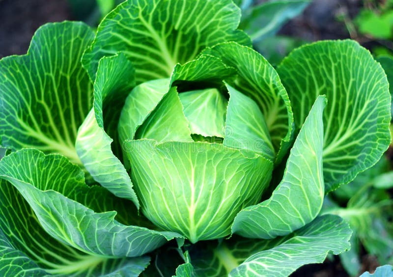 Cabbage in the garden stock photo. Image of horticulture - 85042336