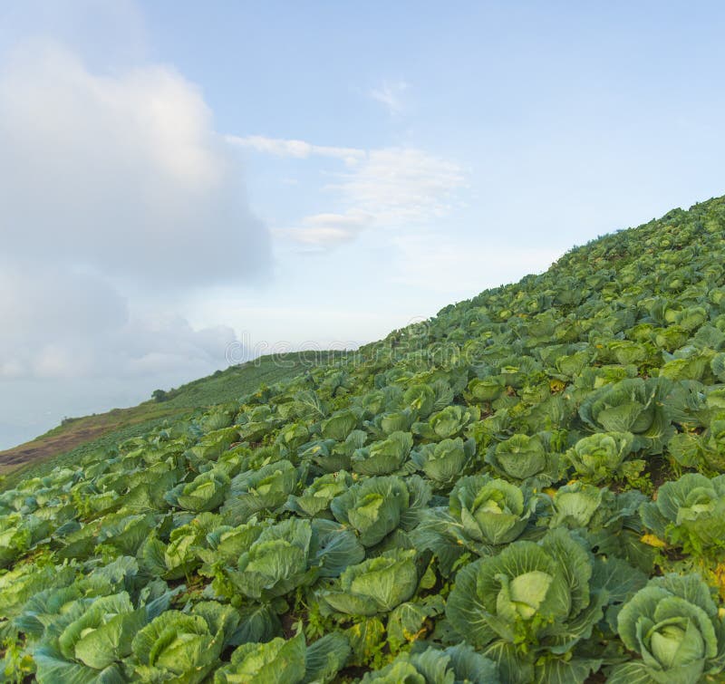 Cabbage in the garden stock image. Image of background - 46577729