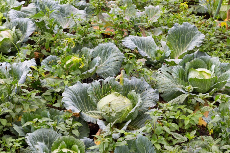 Cabbage in the garden stock photo. Image of diet, green - 64405352