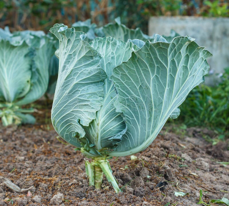 Cabbage in the garden stock image. Image of cole, horticulture - 51055585