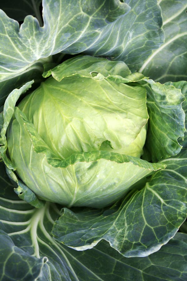 Cabbage stock image. Image of macro, food, agriculture - 99167185
