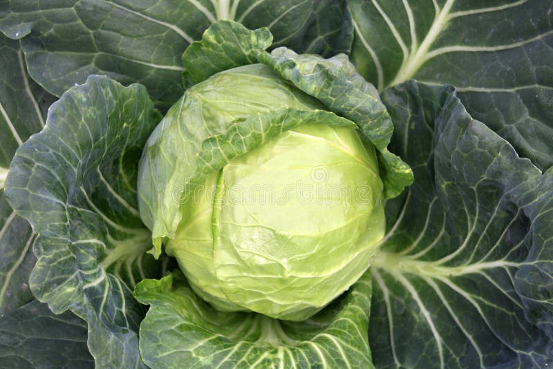 Cabbage stock image. Image of nature, field, agriculture - 99167197