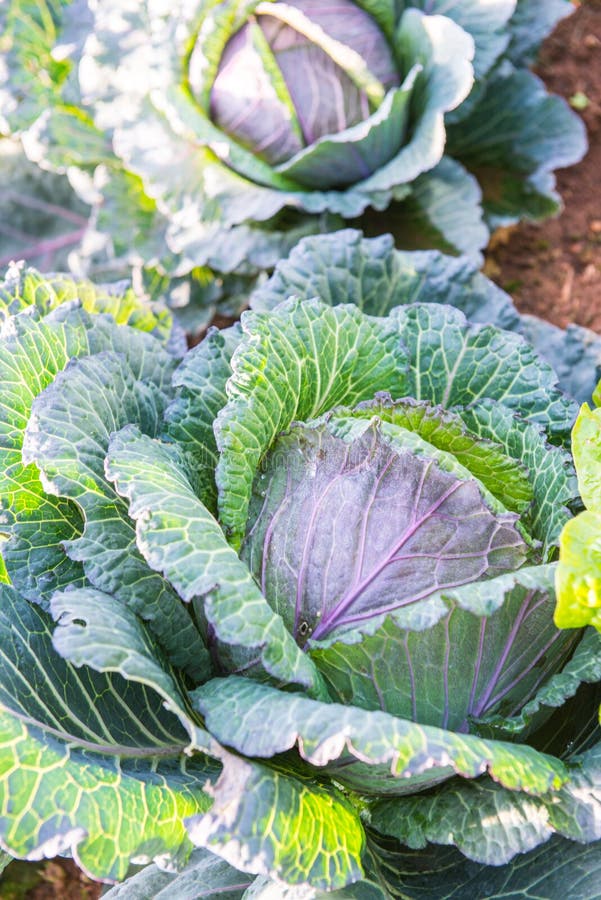 Cabbage garden in Thai stock photo. Image of cultivated - 250941958