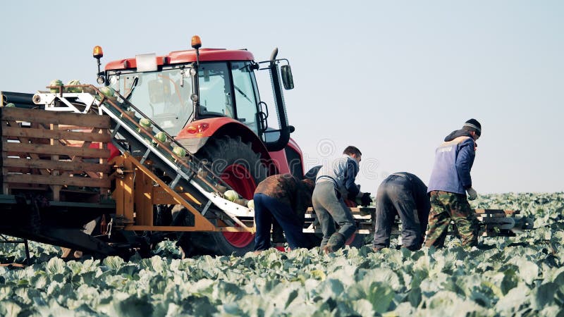 Cabbage is Getting Loaded Onto the Conveyor by Farmers Stock Video ...