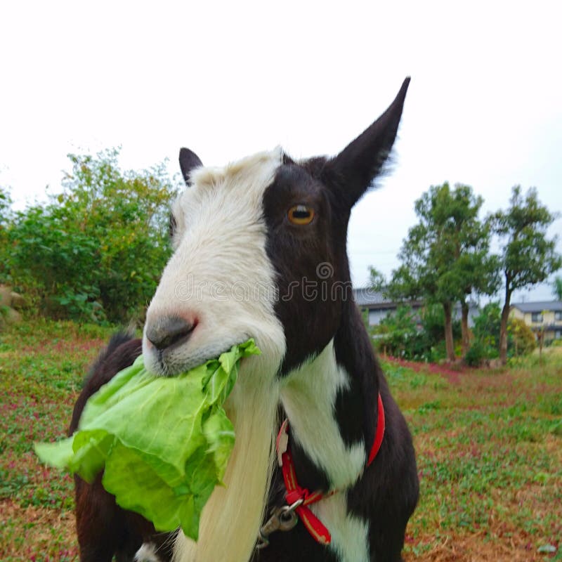 Cabbage goat stock image. Image of cabbage, funny, goat - 84949919