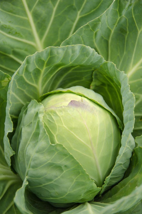 Cabbage - grade stock photo. Image of green, june, cole - 53794018