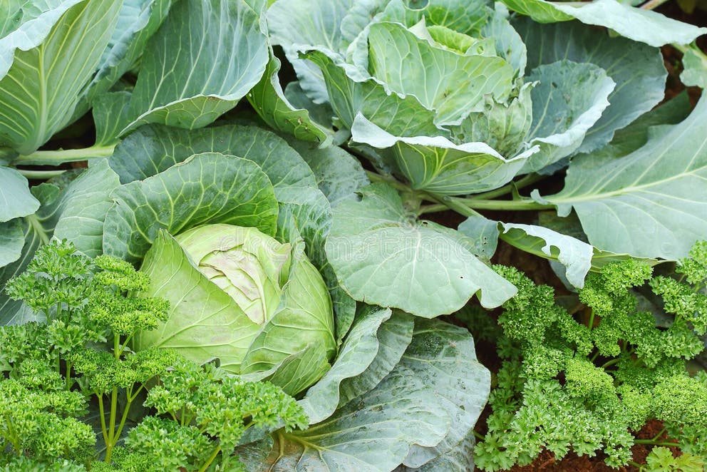 Cabbage stock image. Image of farmland, aphid, texture - 49831253