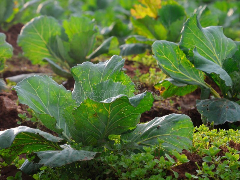 Cabbage stock image. Image of green, ingredient, cabbages - 45422705