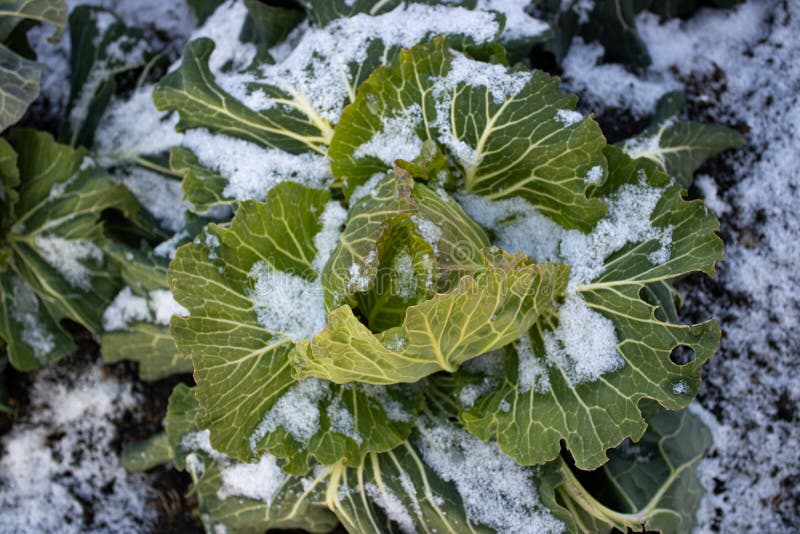 Cabbage stock photo. Image of organic, leaves, natural - 203283752