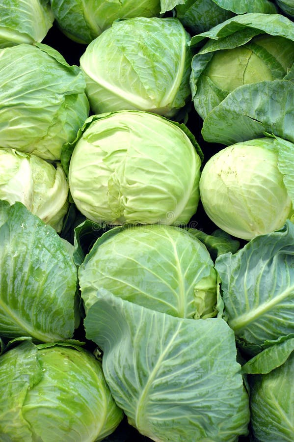 Cabbage stock image. Image of brocoli, vegetable, macro - 19635419