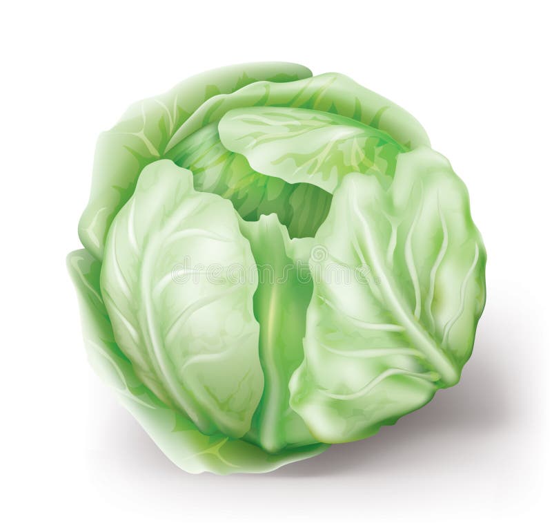 Cabbage Stock Illustrations – 50,250 Cabbage Stock Illustrations ...