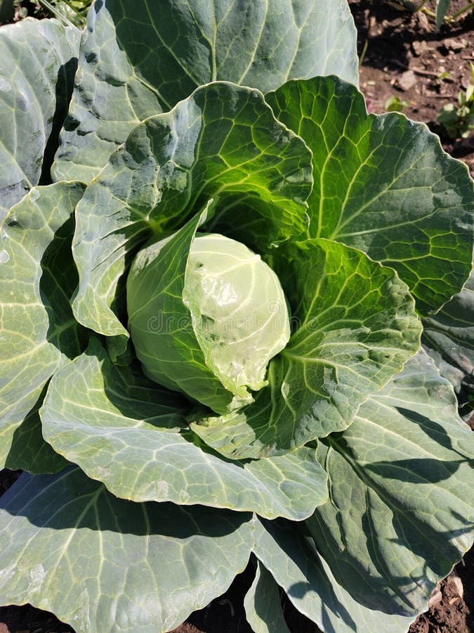 Cabbage with green leaf stock image. Image of food, leaf - 270569851