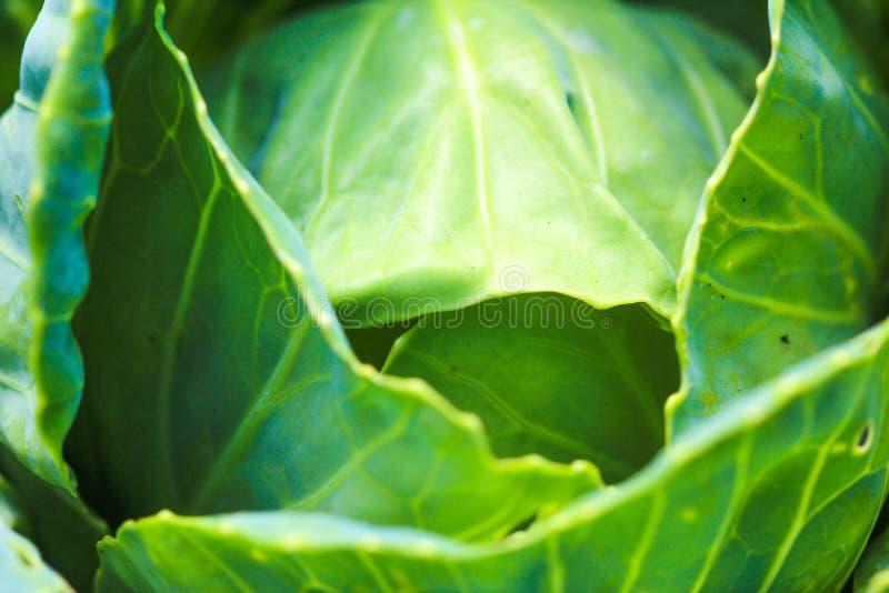 Cabbage. Green Leaves Cabbage Close Up Stock Photo - Image of macro ...