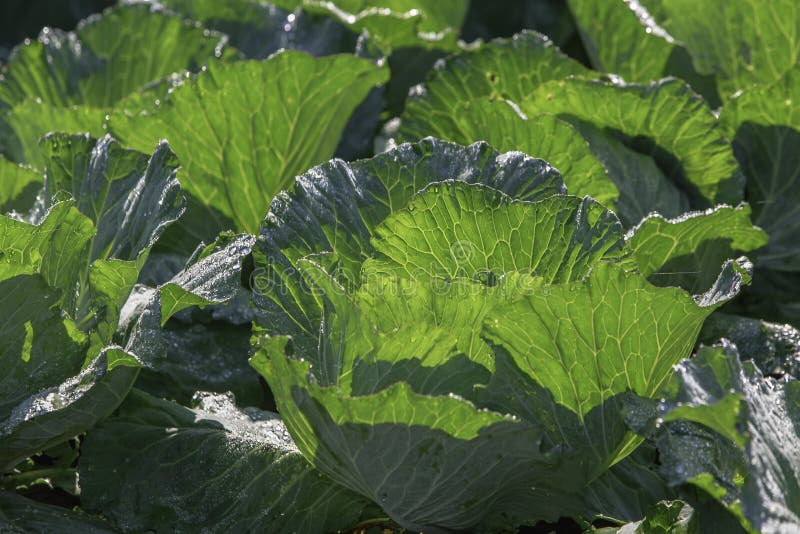 Cabbage stock image. Image of diet, nourishment, leaves - 78022183