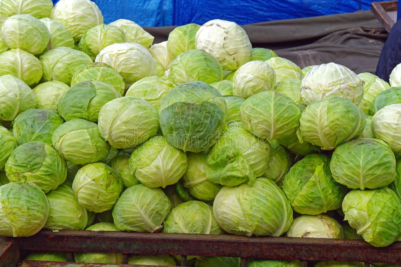 Cabbage green market stock photo. Image of green, food - 243729388