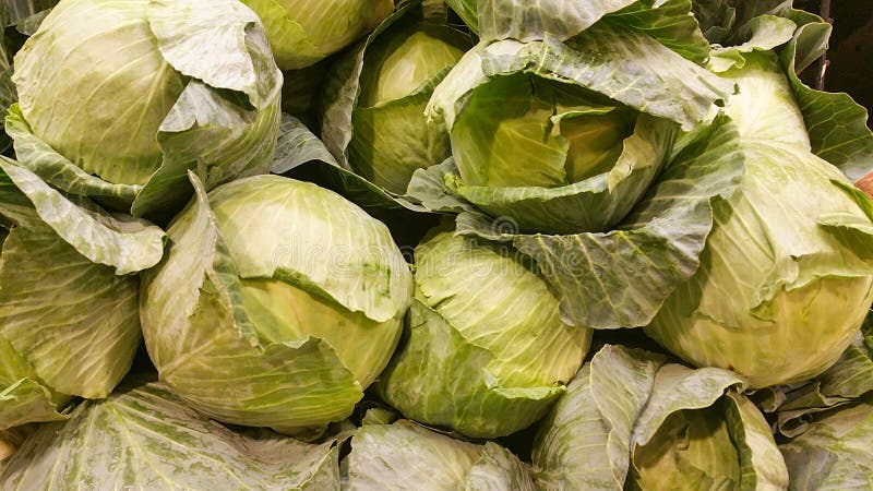 Cabbage stock photo. Image of food, agriculture, green - 88768070
