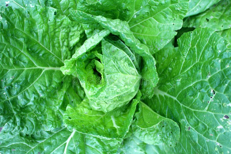 Cabbage stock image. Image of grow, sprout, plant, vegetable - 73578943