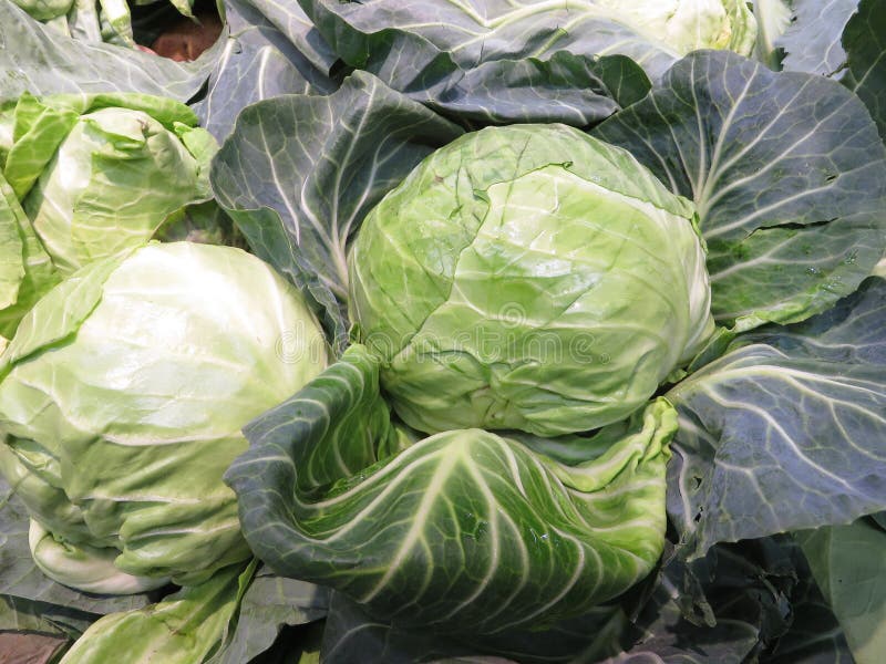 Cabbage in a grocery store stock photo. Image of leaf - 95791048