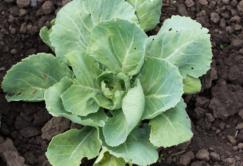 Cabbage in ground stock photo. Image of grass, home, growth - 32536098
