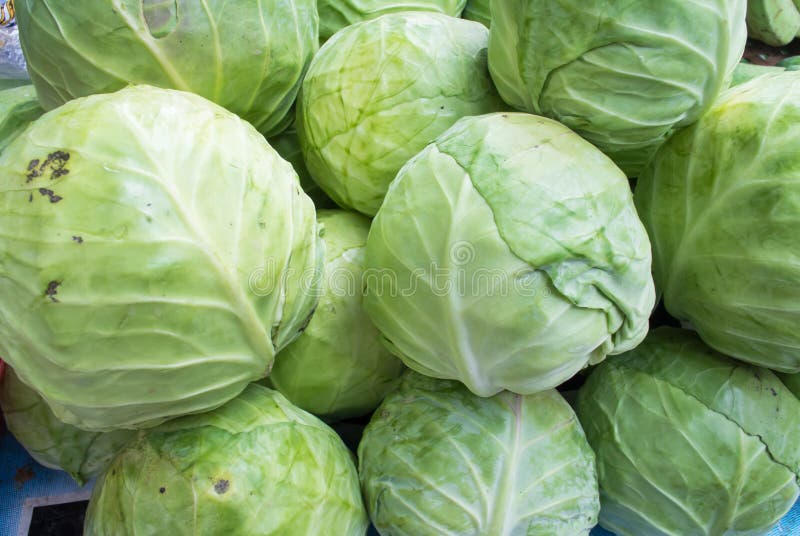 Cabbage stock image. Image of color, green, healthy, group - 31768607
