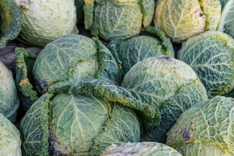 Cabbage Group from a Marketplace Stock Photo - Image of marketplace ...
