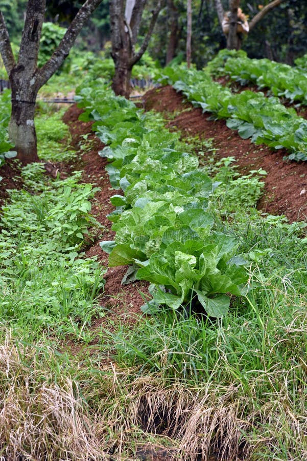Cabbage Grow in Fruit Ree Orchard Stock Photo - Image of crop, food ...
