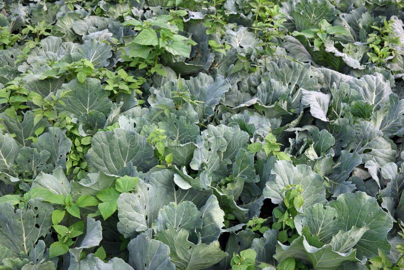 Cabbage Grow in Production Orchard Stock Photo - Image of growth ...