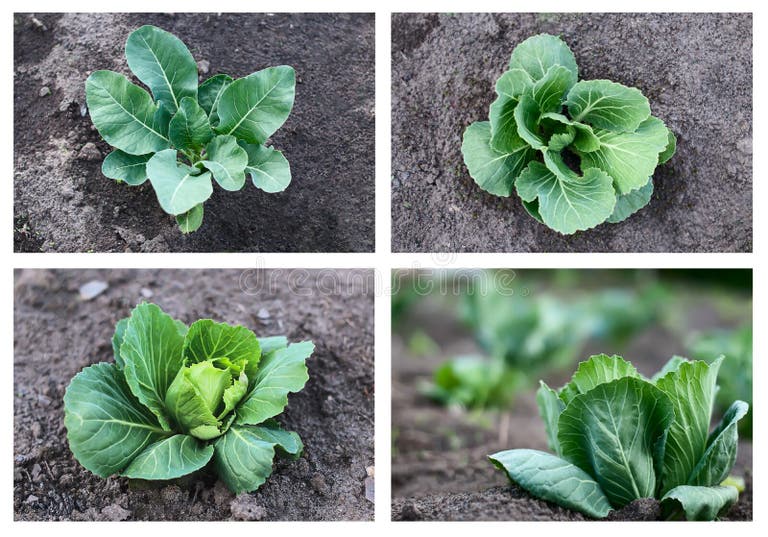 Cabbage growing,collection stock image. Image of cabbage - 39535713