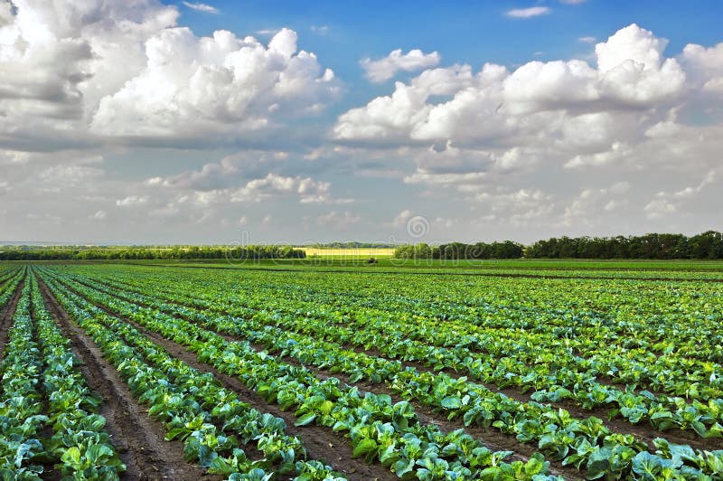 Cabbage Growing in Field, Rural Farming in West Bengal, India Stock ...