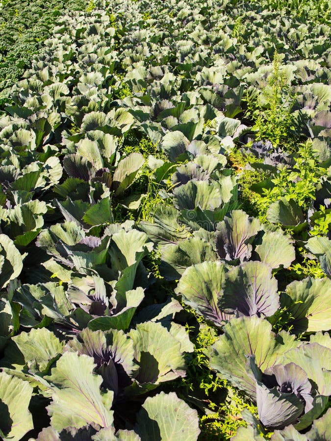 Cabbage growing in a field stock photo. Image of aday - 97843354