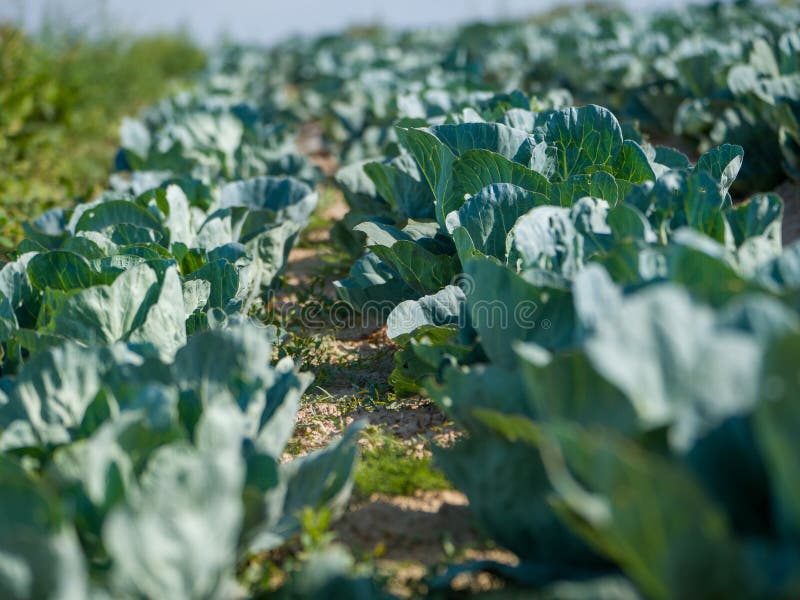 Cabbage Growing in the Garden Stock Photo - Image of agriculture ...