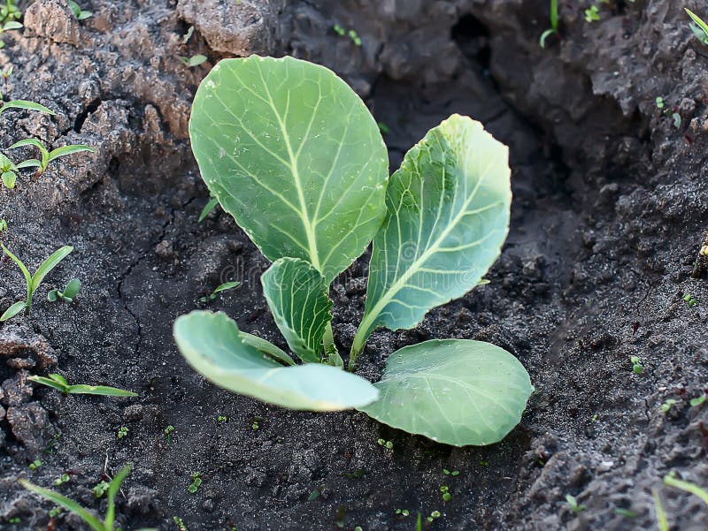 Cabbage growing stock image. Image of farming, healthy - 32355653