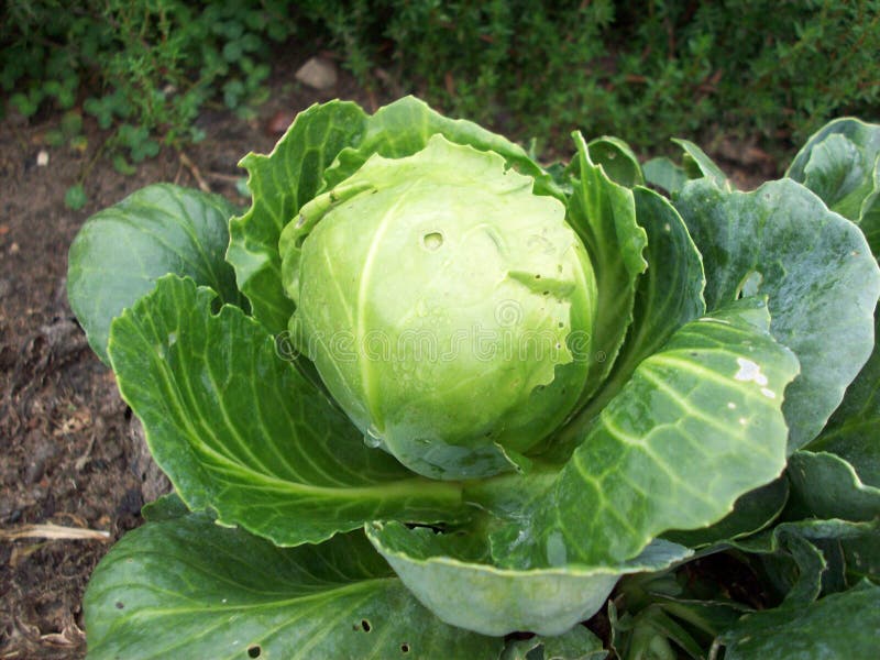 Cabbage stock photo. Image of attraction, plants, dirt - 59935364