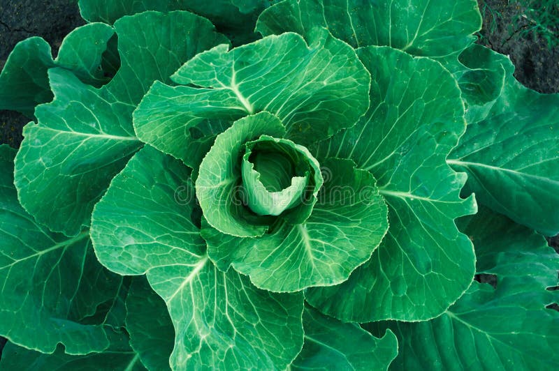 Cabbage Growing in the Garden, Top View, Close-up Stock Photo - Image ...