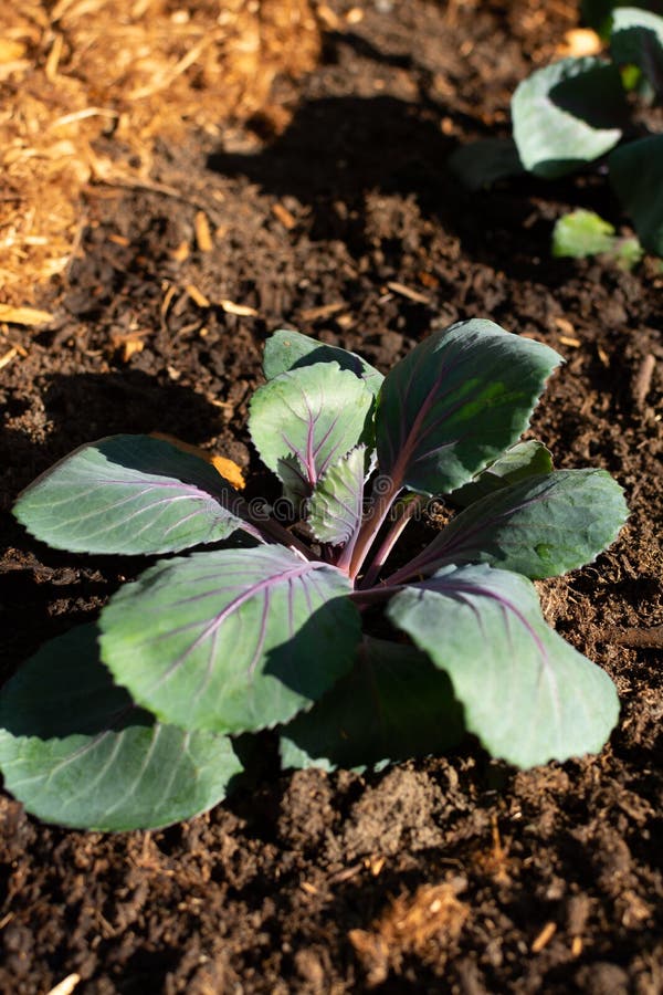 Cabbage stock image. Image of closeup, agriculture, light - 149031553