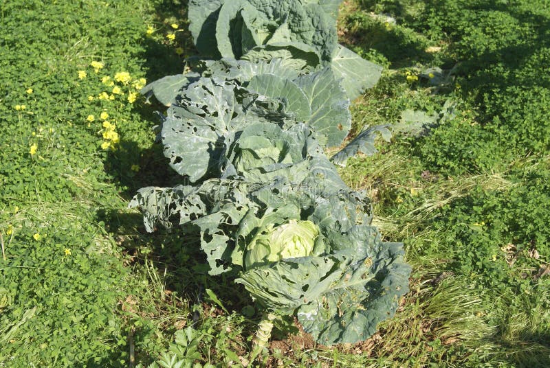 Cabbage Growing in a Land or Field Stock Image - Image of gardening ...