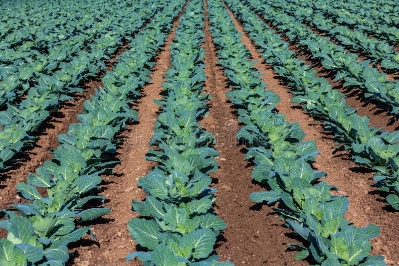 Cabbage growing in rows stock photo. Image of cabbage - 151319246