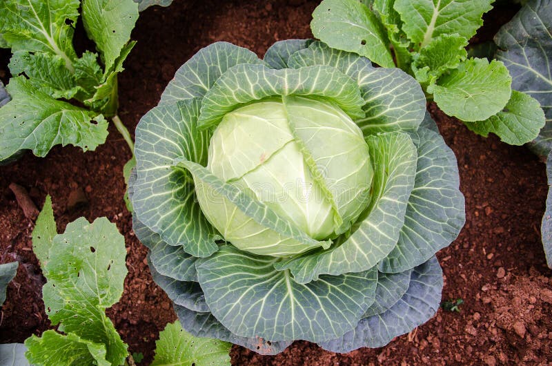 Ornamental Cabbage Growing in the Soil. Flowering Cabbage. Decorative ...