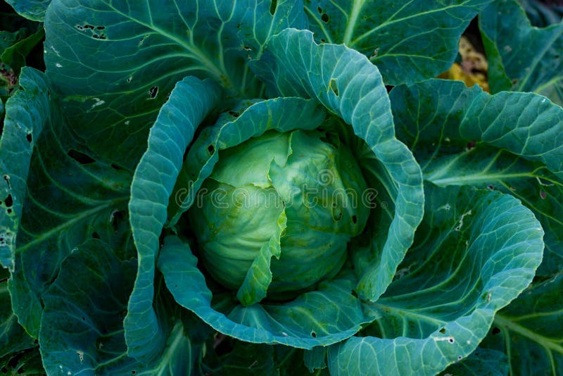 Cabbage growing. Top view stock image. Image of field - 158850799