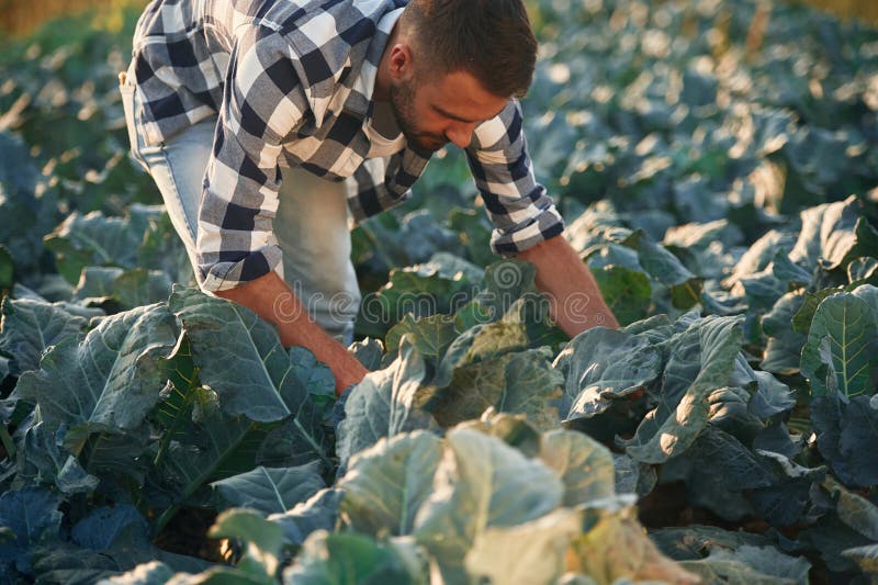 Cabbage is Growing Up. Man is on the Agricultural Field, Conception of ...