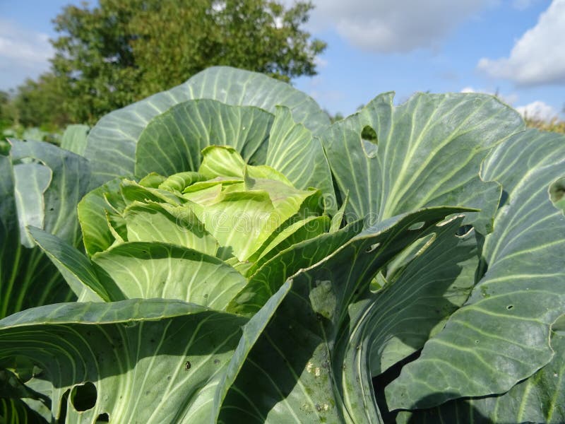 Cabbage Growing, Young, Background Image, Cabbage Harvest in the Field ...