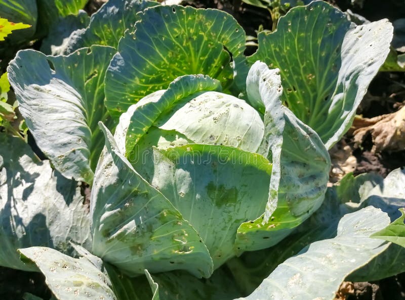 Cabbage Grows in the Garden. Cabbage Eaten a Beetles. a Large Head of ...