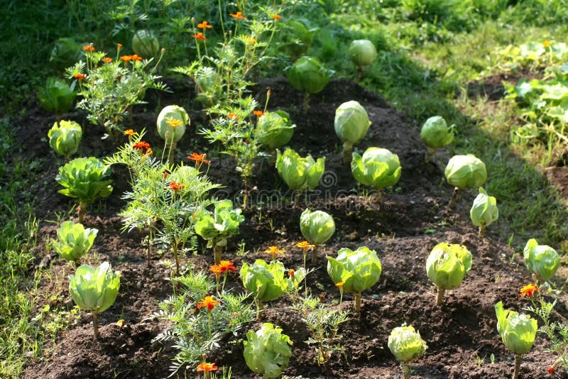 Cabbage Grows in the Garden. Growing Cabbage. Stock Image - Image of ...
