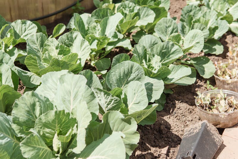 Cabbage Grows in the Garden. Harvesting Cabbage. Life in the Village ...