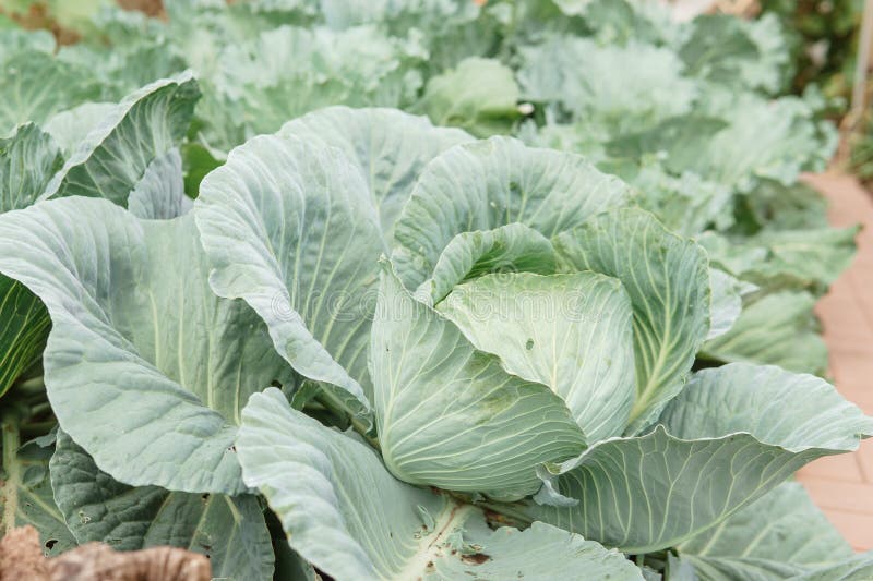 Cabbage Grows in the Garden. Harvesting Cabbage. Life in the Village ...