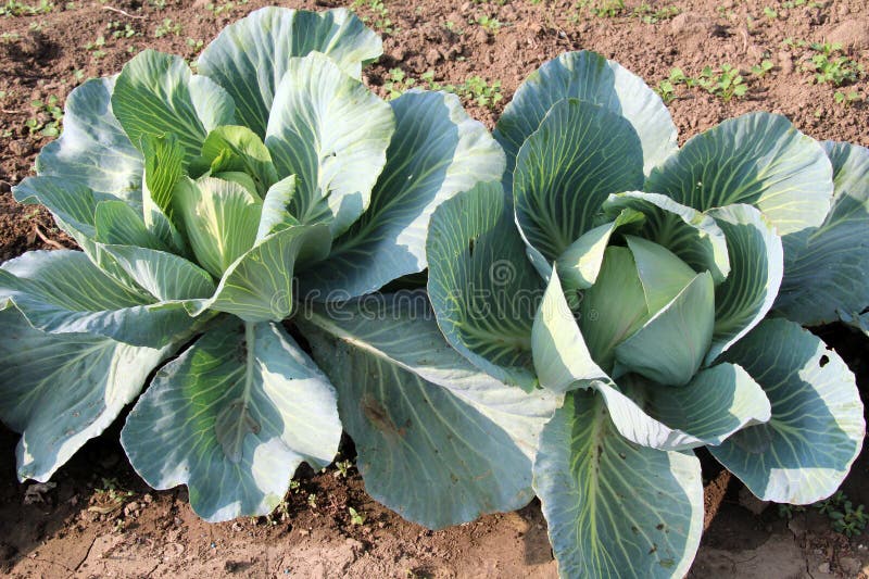 Cabbage Grows in the Garden Stock Photo - Image of agriculture, food ...