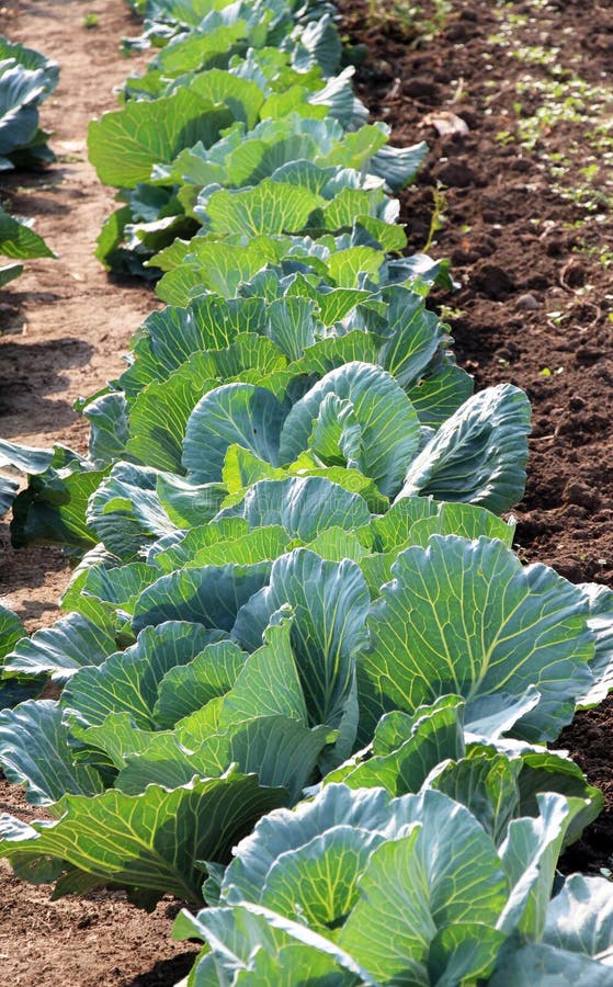 Cabbage Grows in the Garden Stock Image - Image of natural, food: 300464095
